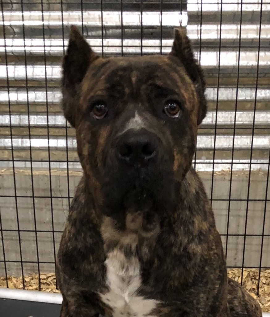 Male - Grayling Dawn Cane Corso