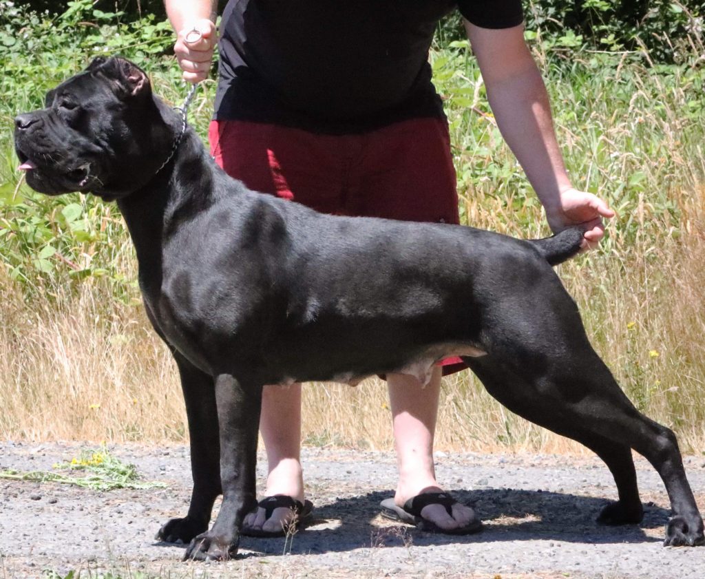 Female - Grayling Dawn Cane Corso