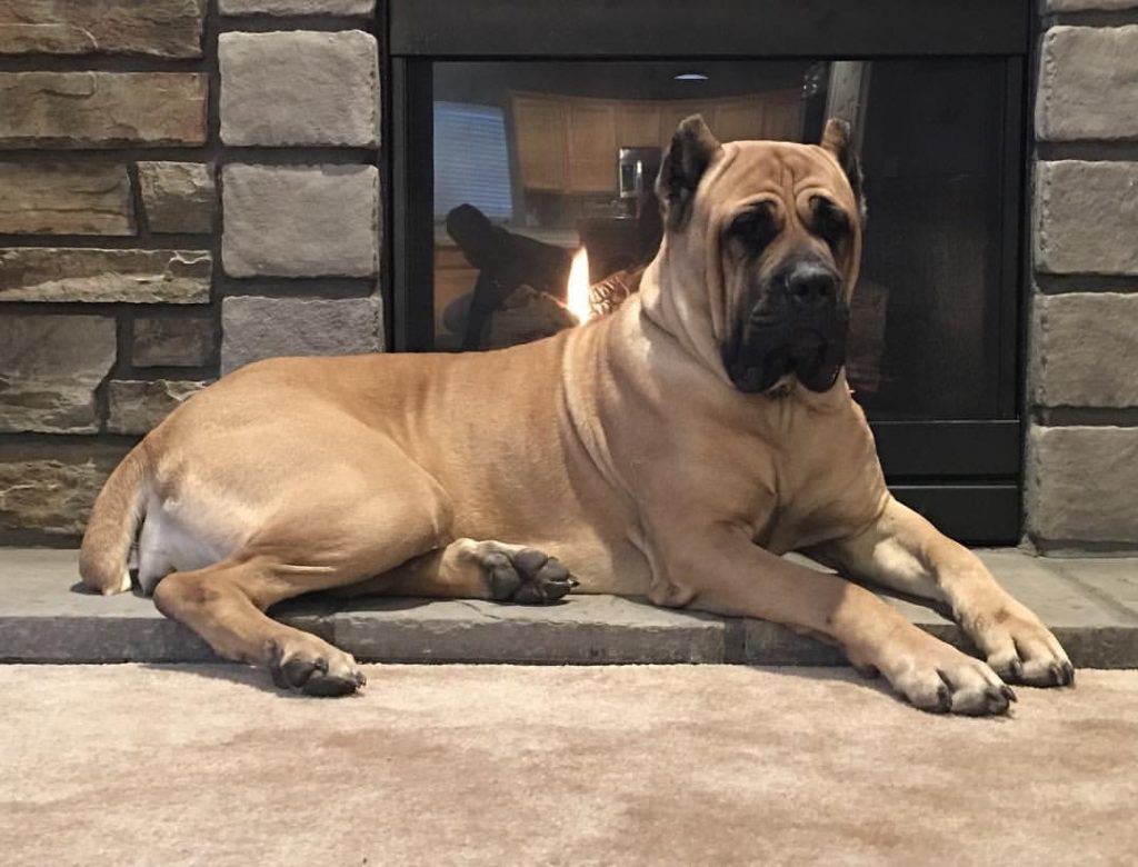 Female - Grayling Dawn Cane Corso